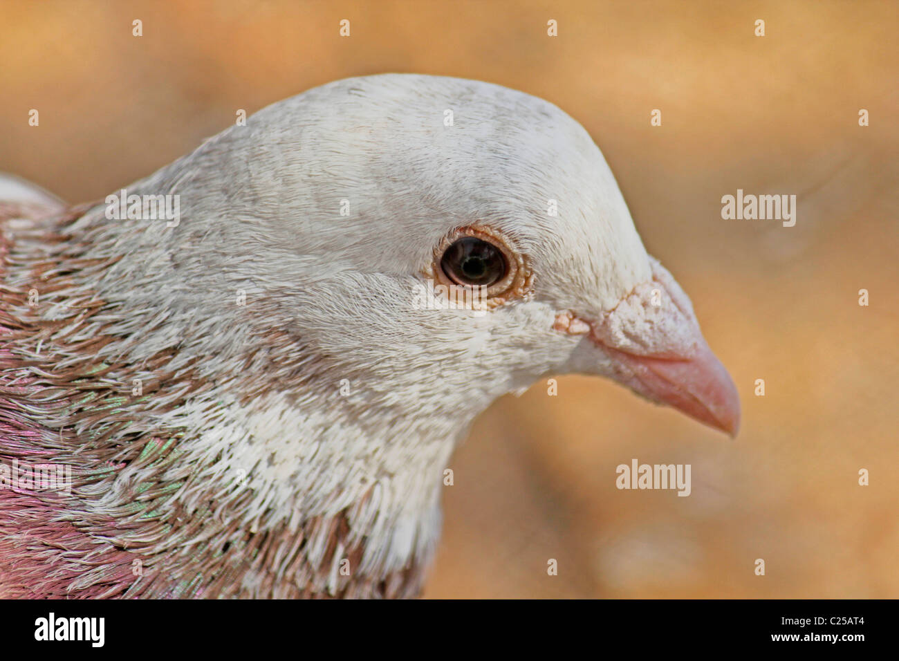White Dove, Columba livia, White Pigeon, India Stock Photo - Alamy