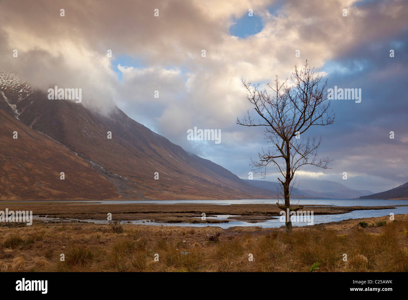one stark bare tree in winter at the end of Glen Etive and Loch Etive a ...