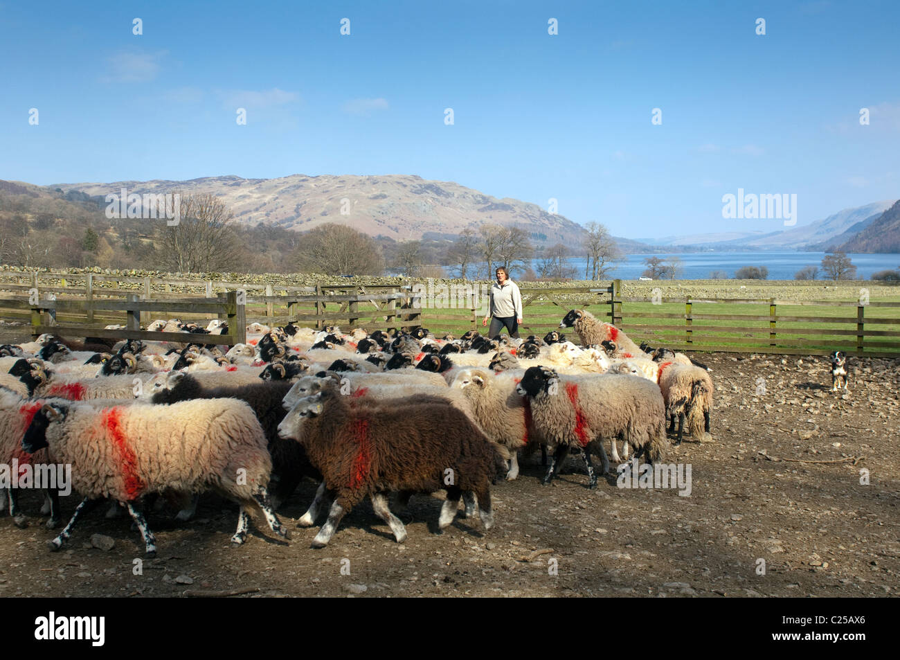 Gimmer hoggs in sheep pens after returning from winter keep Stock Photo ...