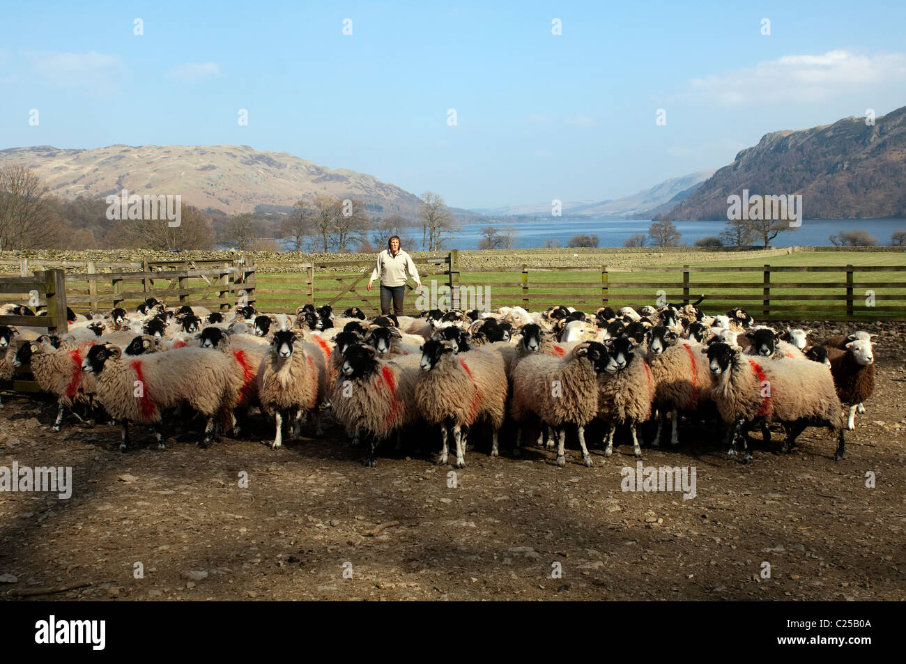 Hog pens hi-res stock photography and images - Alamy