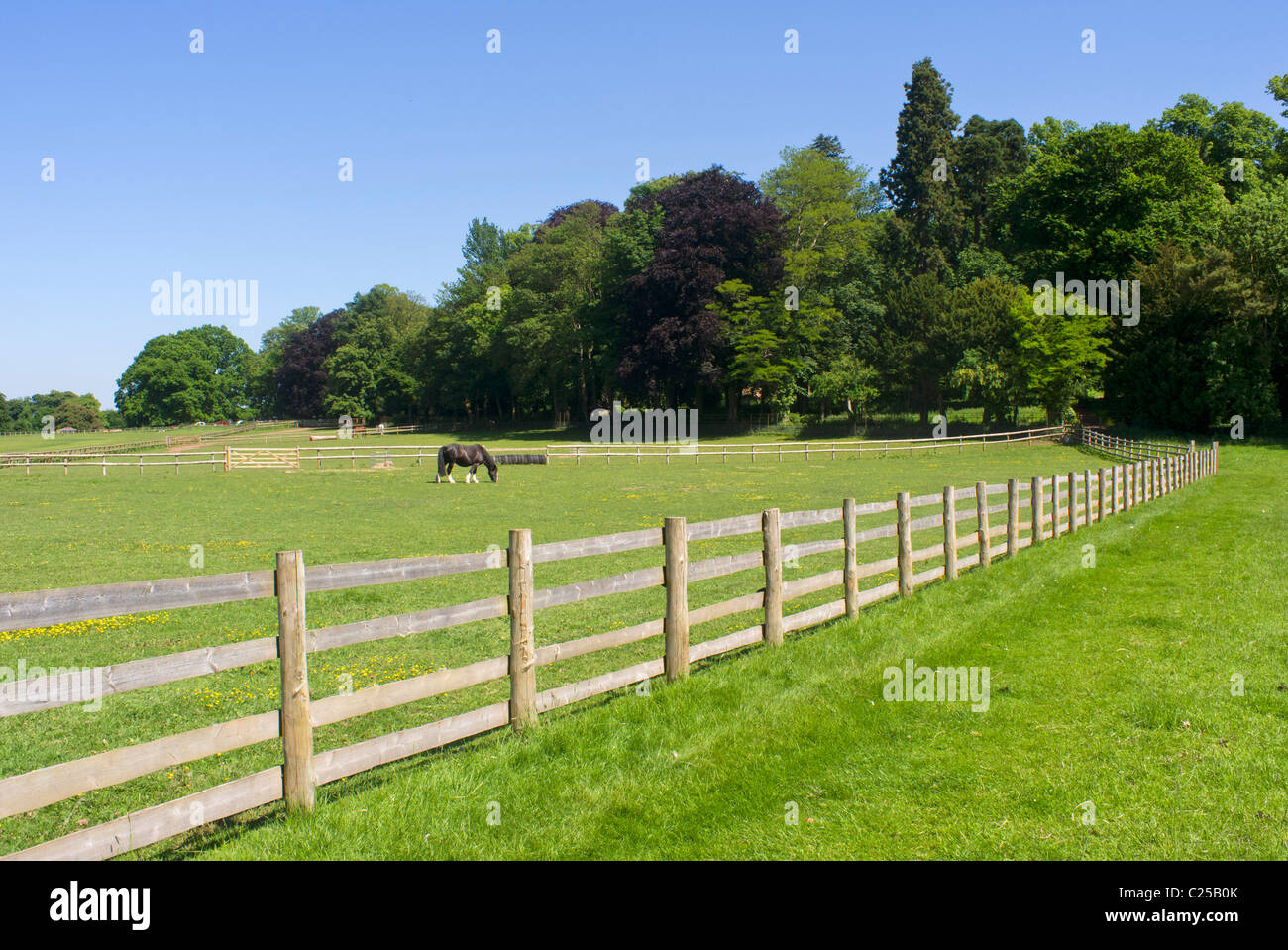 horse in field used as paddock in a meadow Stock Photo - Alamy