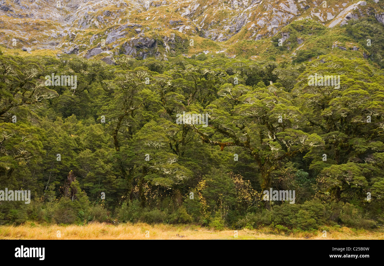 Silver beech forest hi-res stock photography and images - Alamy