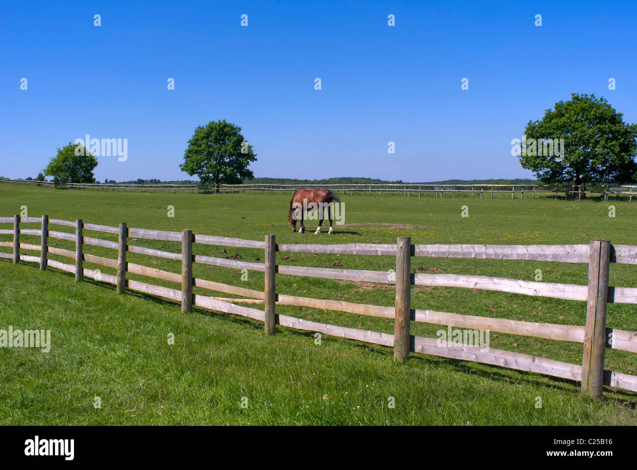 horse in field used as paddock in a meadow Stock Photo - Alamy
