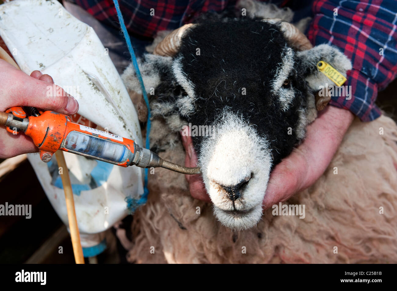 Sheep dosing hi-res stock photography and images - Alamy