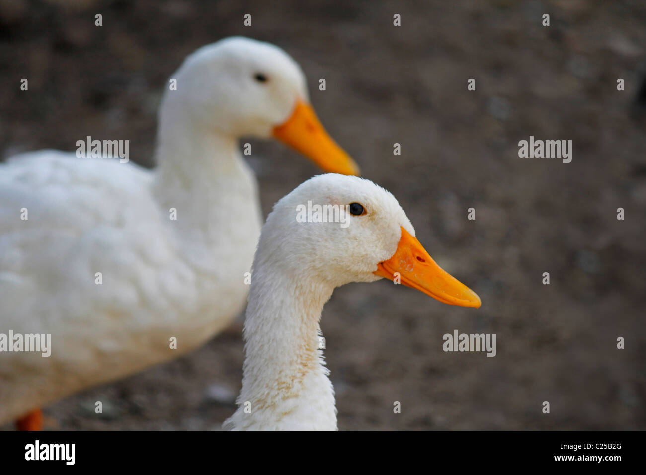 Domestic duck hi-res stock photography and images - Alamy