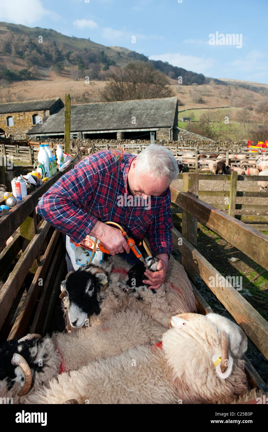 Dosing sheep hi-res stock photography and images - Alamy