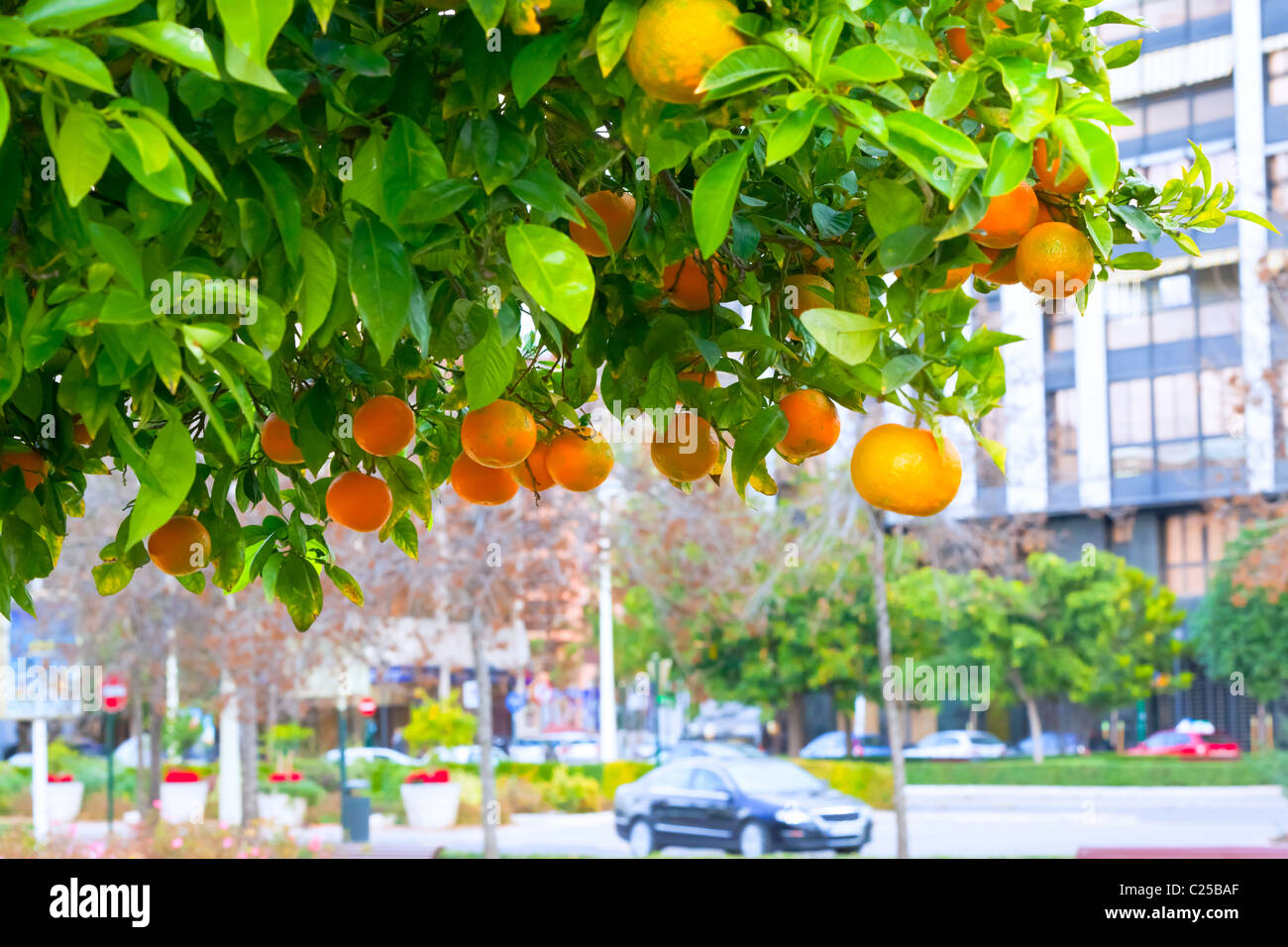 Mandarin on branch hi-res stock photography and images - Alamy