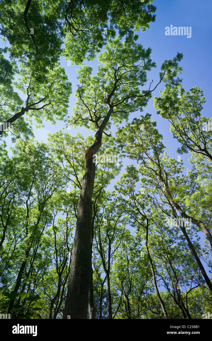 Ragley hall and gardens hi-res stock photography and images - Alamy
