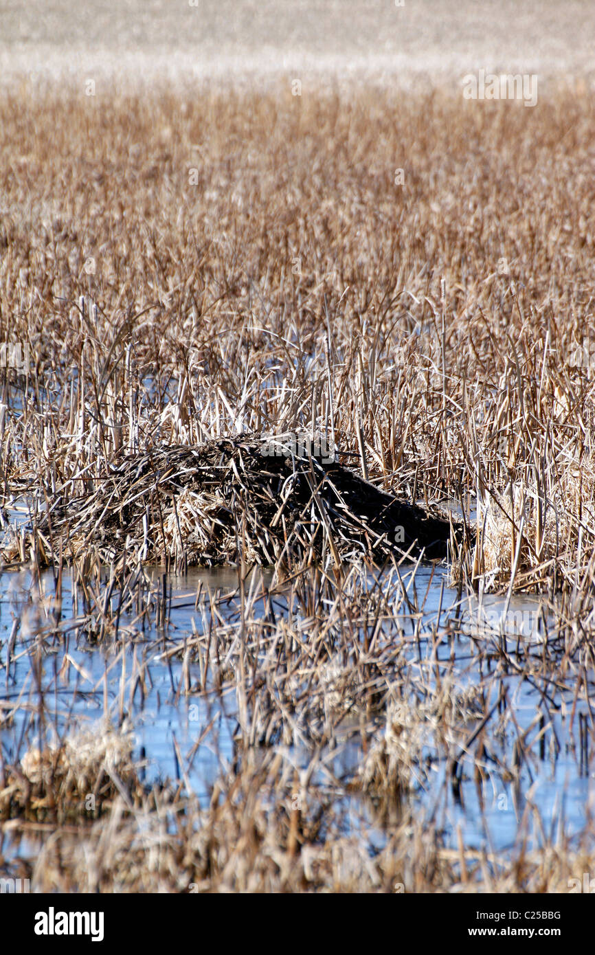 Muskrat den in marsh Stock Photo - Alamy