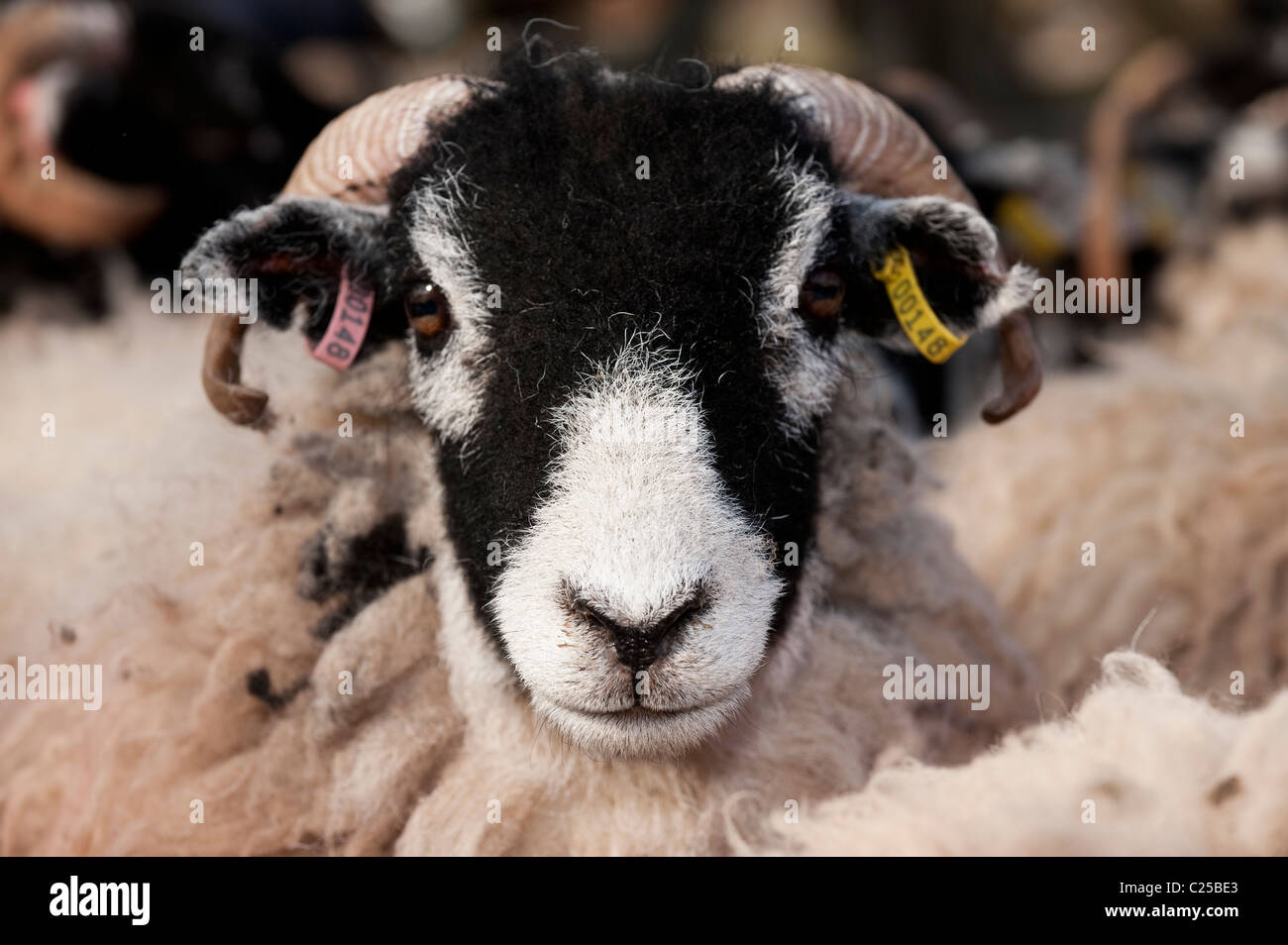 Swaledale gimmer hogg in sheep pens with electronic ear tags Stock ...