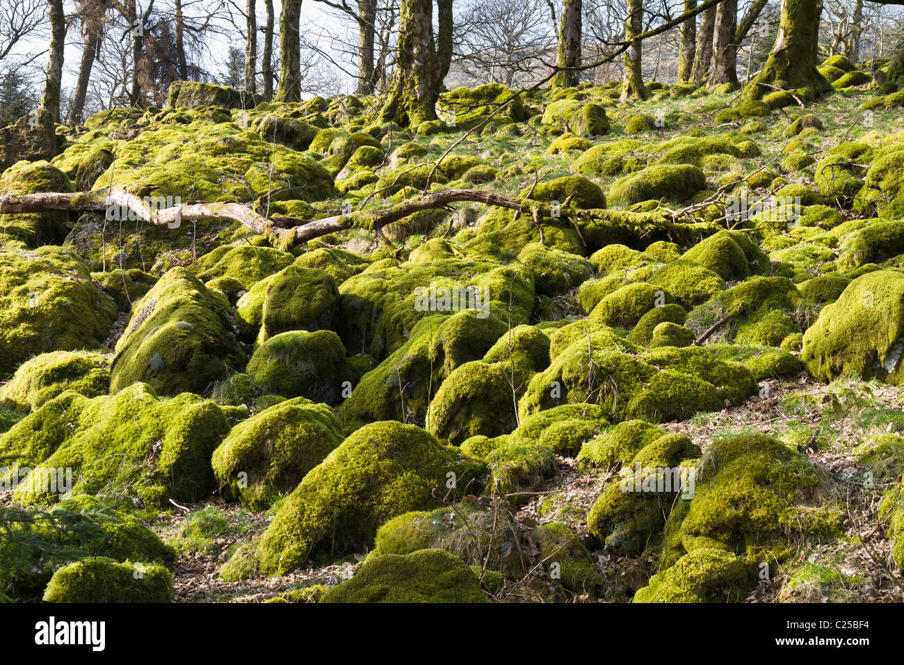 Moss covered stones hi-res stock photography and images - Alamy