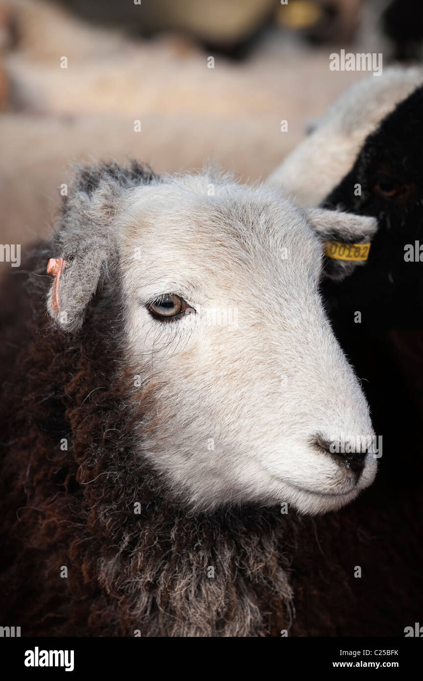 Herdwick gimmer hogg in sheep pens Stock Photo - Alamy