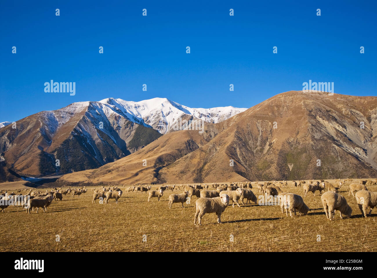 Mob of sheep hi-res stock photography and images - Alamy