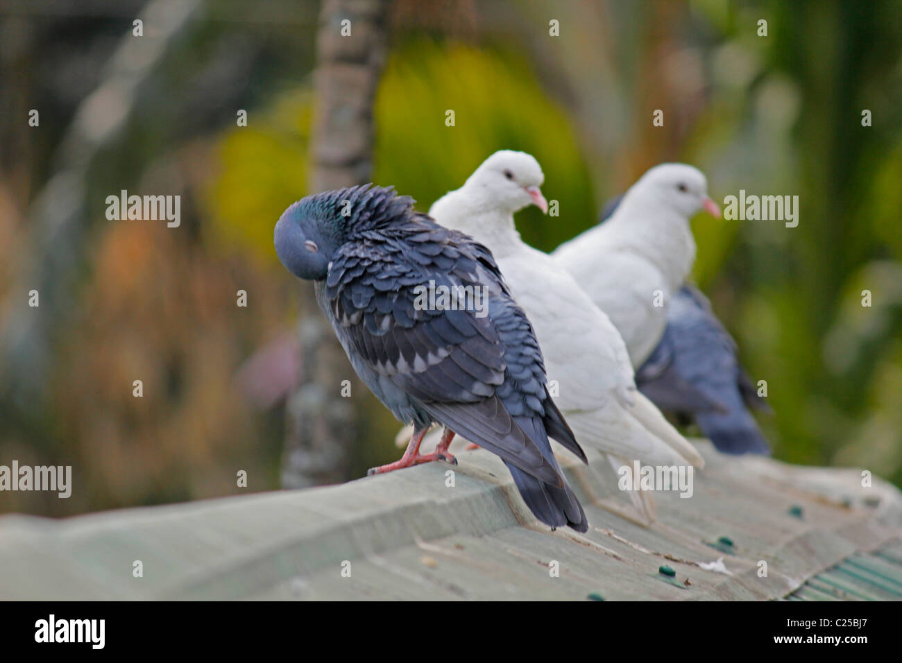 White pigeon hi-res stock photography and images - Alamy