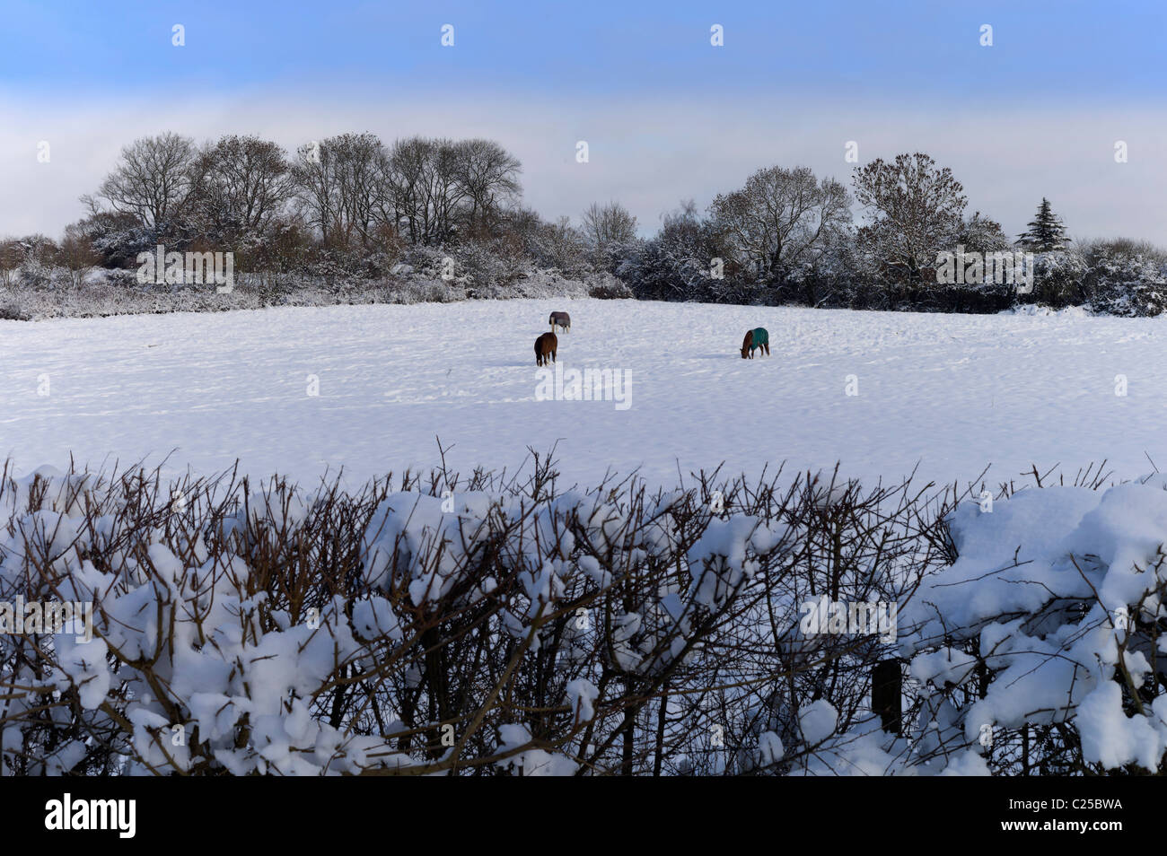 farm snow winter Stock Photo - Alamy