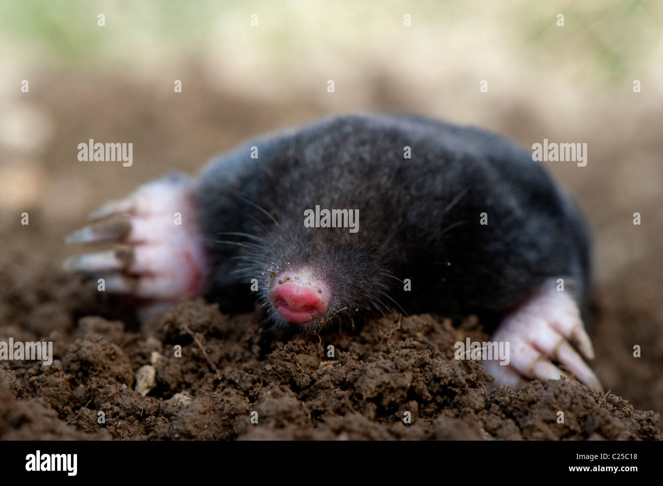 Mole animal tunnel hi-res stock photography and images - Alamy