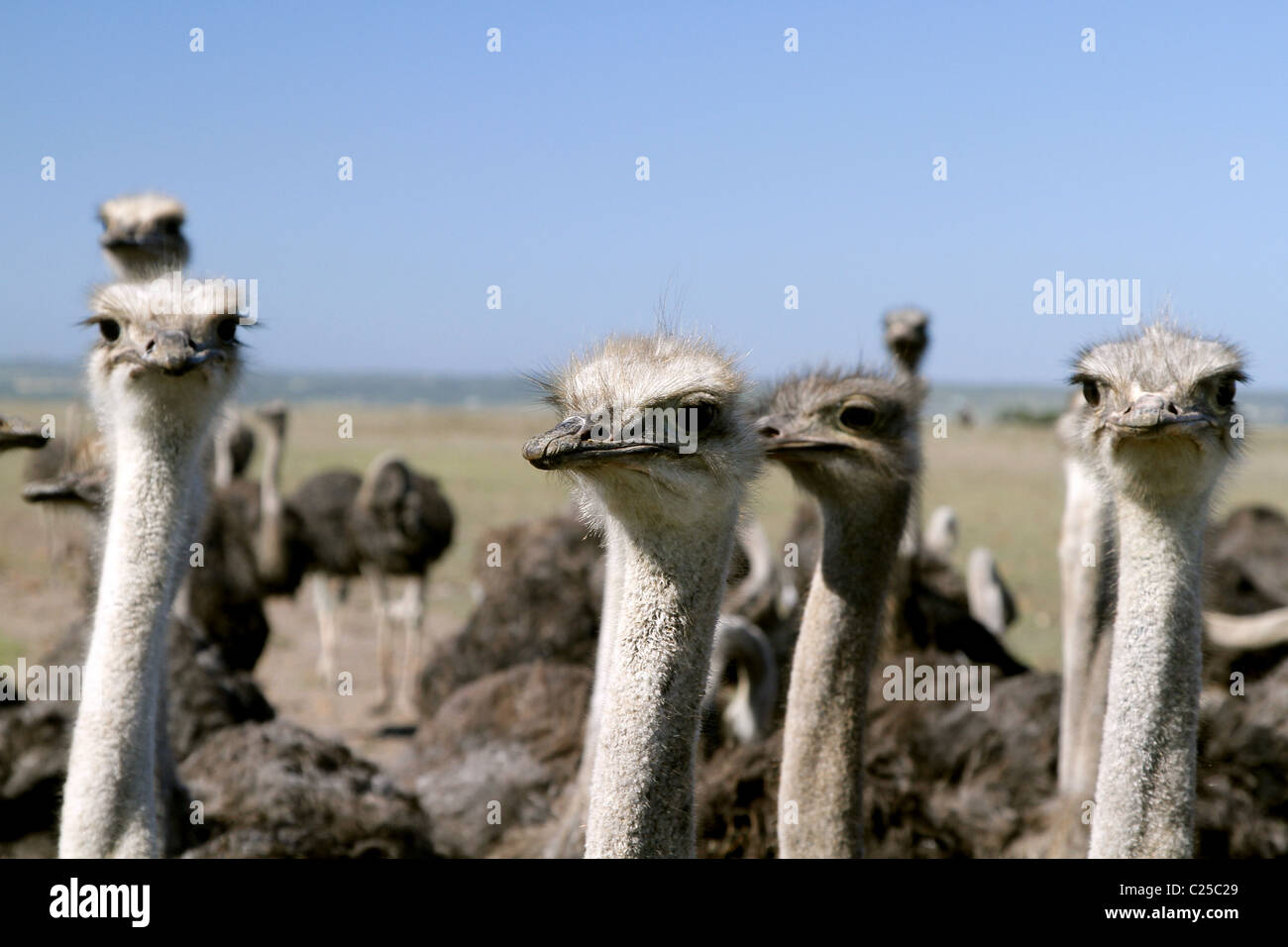 Humansdorp hi-res stock photography and images - Alamy