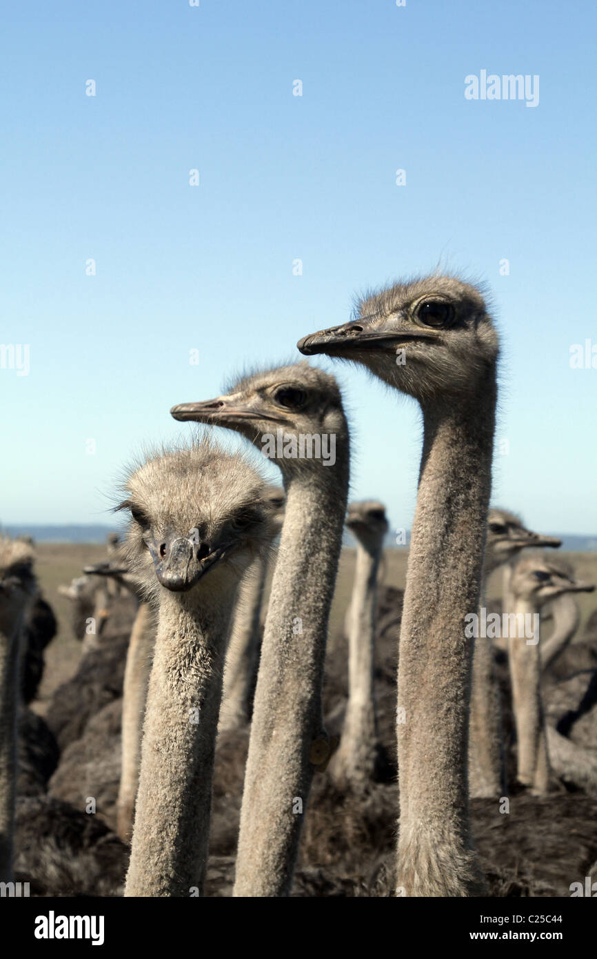 Humansdorp hi-res stock photography and images - Alamy