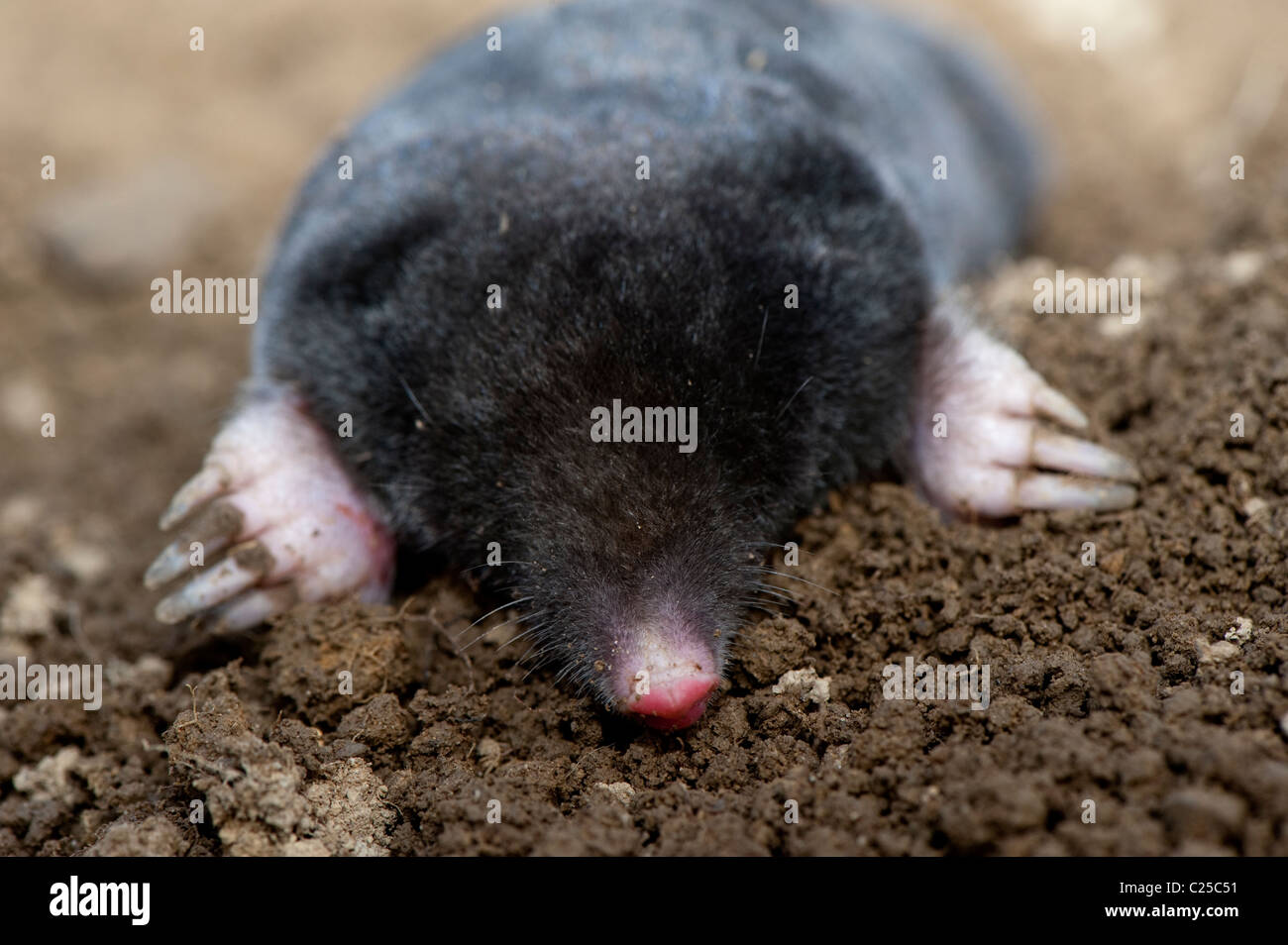 Common Mole (Talpa europaea) on surface of mole hill Stock Photo - Alamy