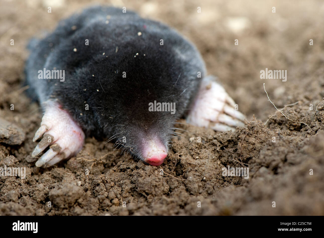 Common Mole (Talpa europaea) on surface of mole hill Stock Photo - Alamy