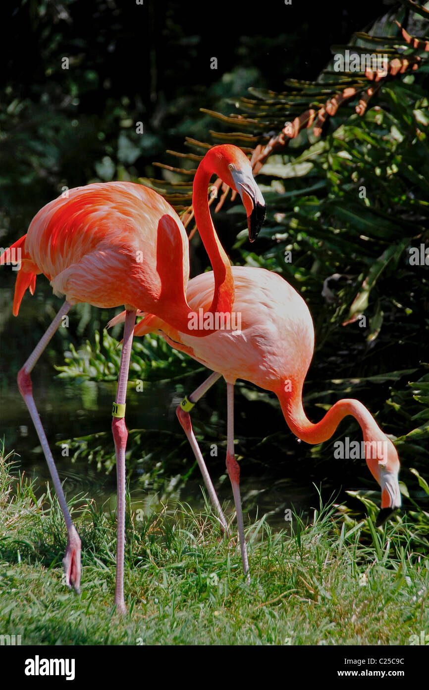 Grazing flamingos hi-res stock photography and images - Alamy