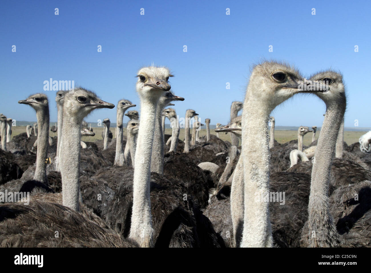 Ostrich farm south africa hi-res stock photography and images - Alamy