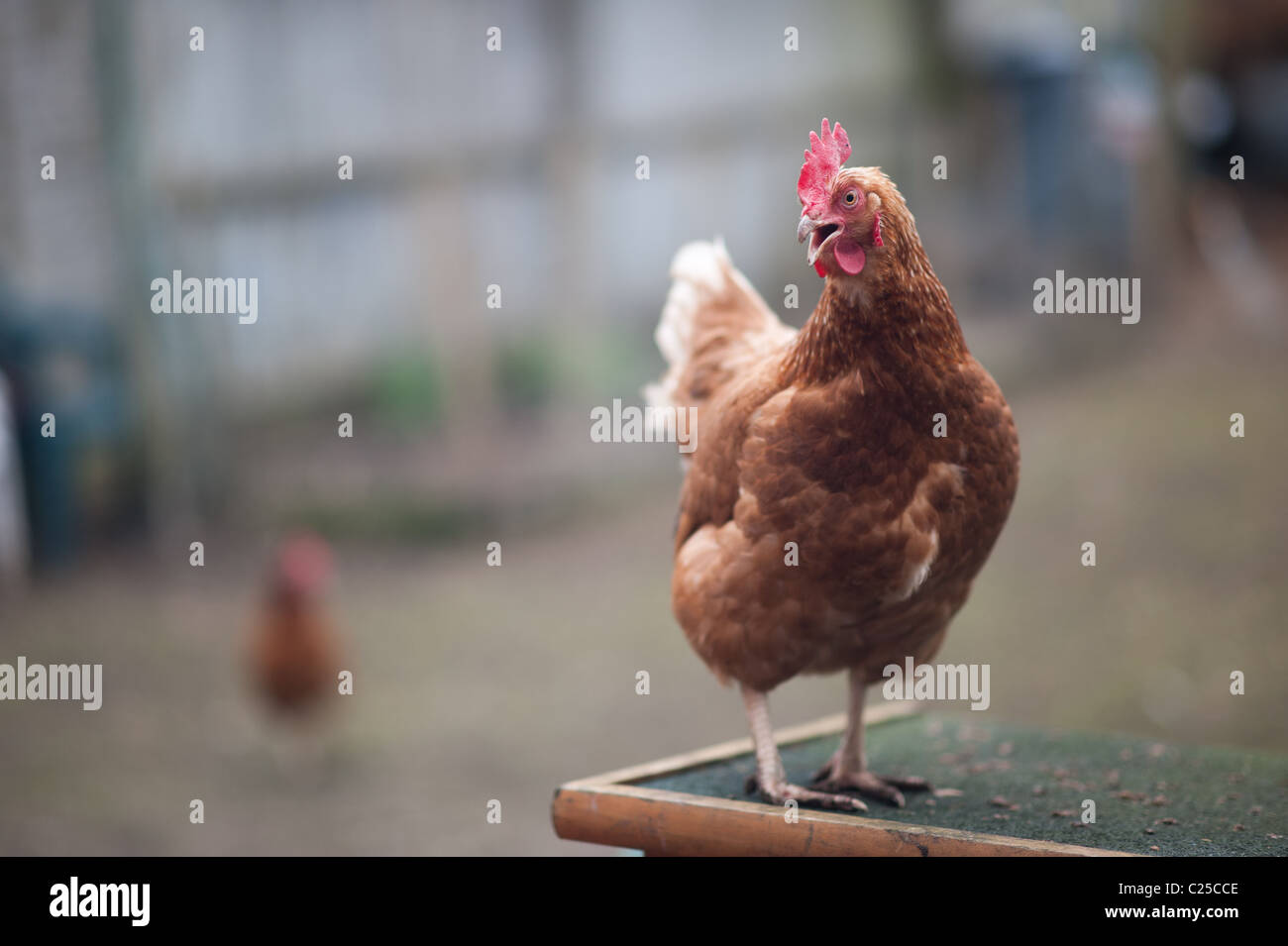Hen stood on table crowing Stock Photo - Alamy