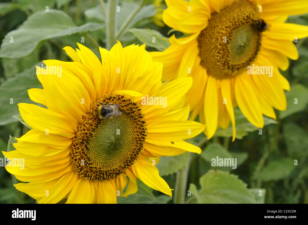 Sunflowers (Helianthus annuus Stock Photo - Alamy