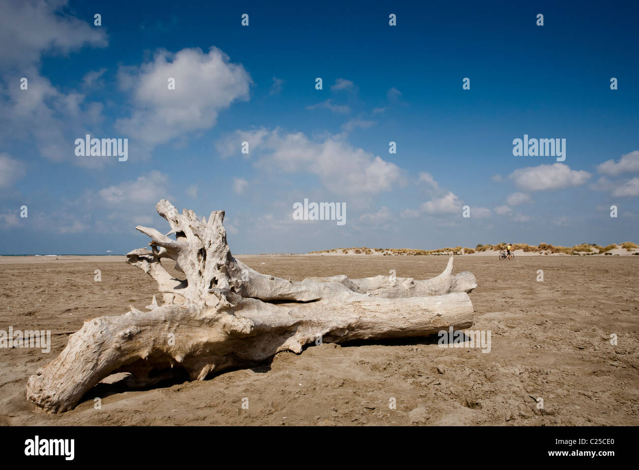 White tree on sand, Camargue, France, Europe Stock Photo - Alamy