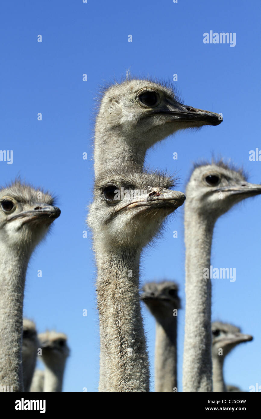 Humansdorp hi-res stock photography and images - Alamy