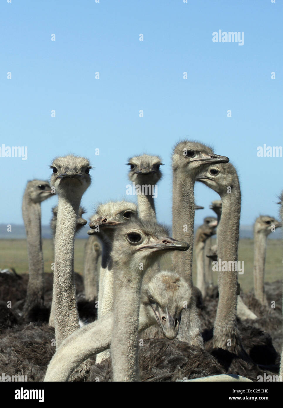 Humansdorp hi-res stock photography and images - Alamy