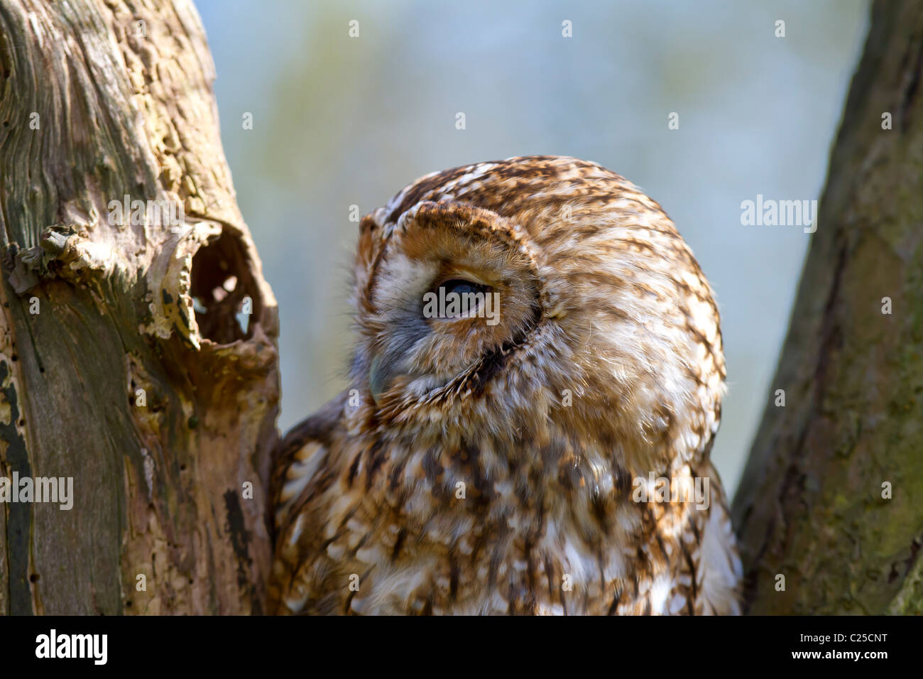Tawny owl in tree Stock Photo - Alamy