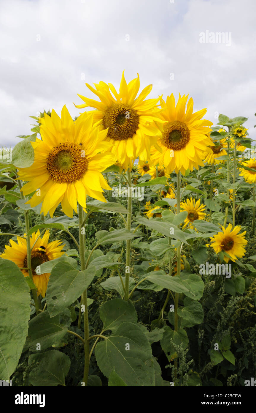 Sunflowers (Helianthus annuus Stock Photo - Alamy