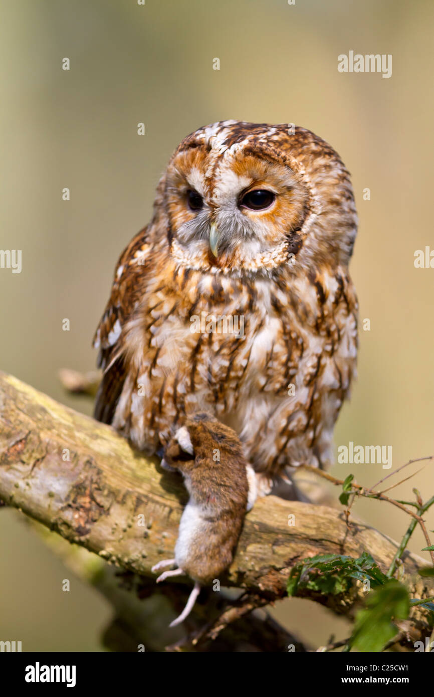 tawny owl with prey Stock Photo - Alamy