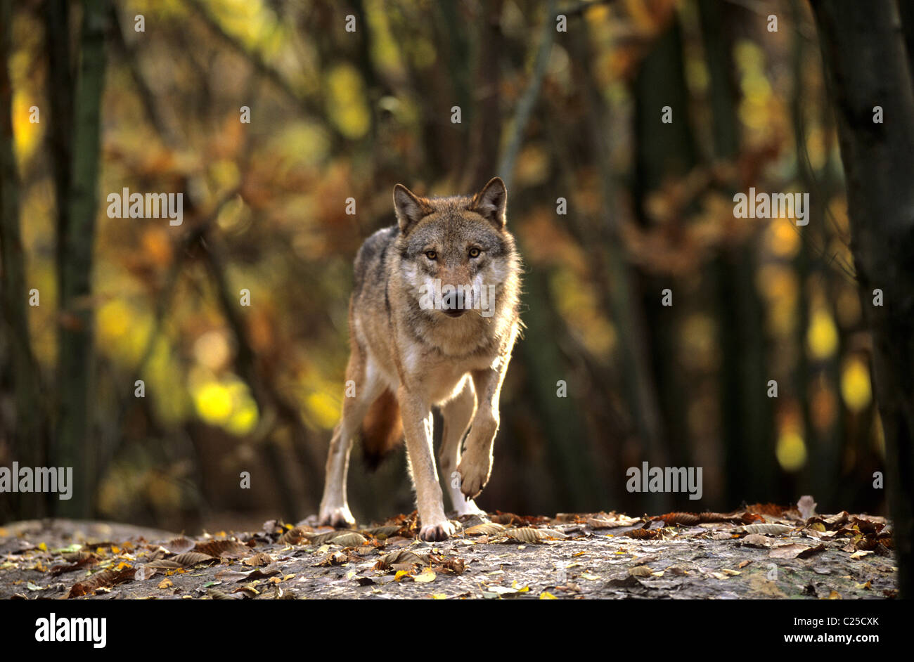 Wolf keeper hi-res stock photography and images - Alamy