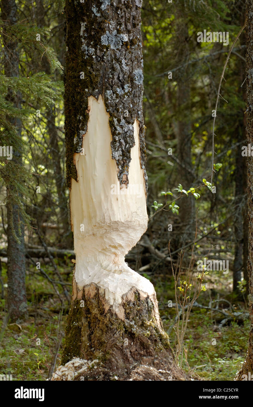 Beaver chewed tree hi-res stock photography and images - Alamy