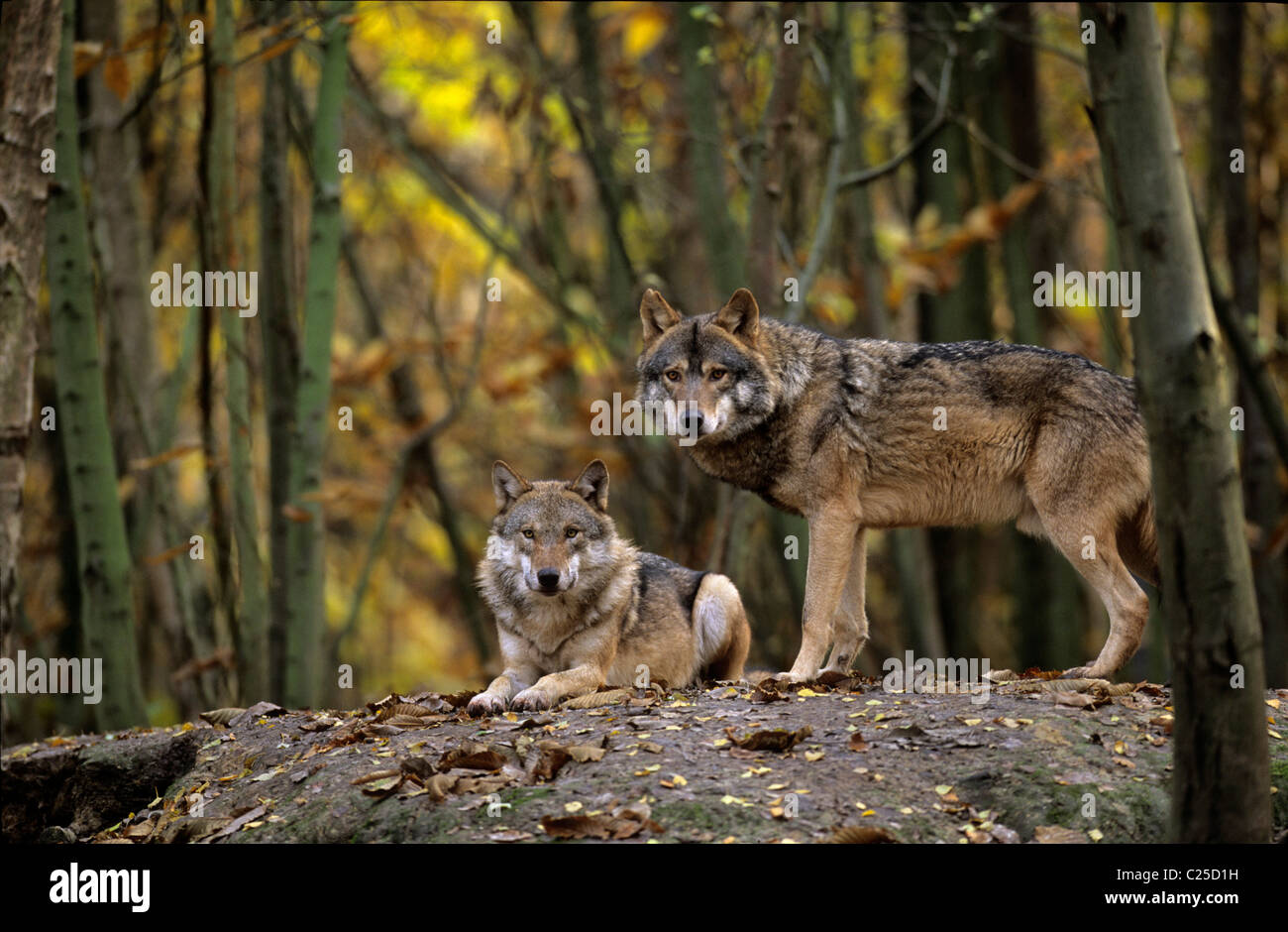 European wolf (Canis lupus), Captive at Wildwood Trust, Kent, UK Stock ...