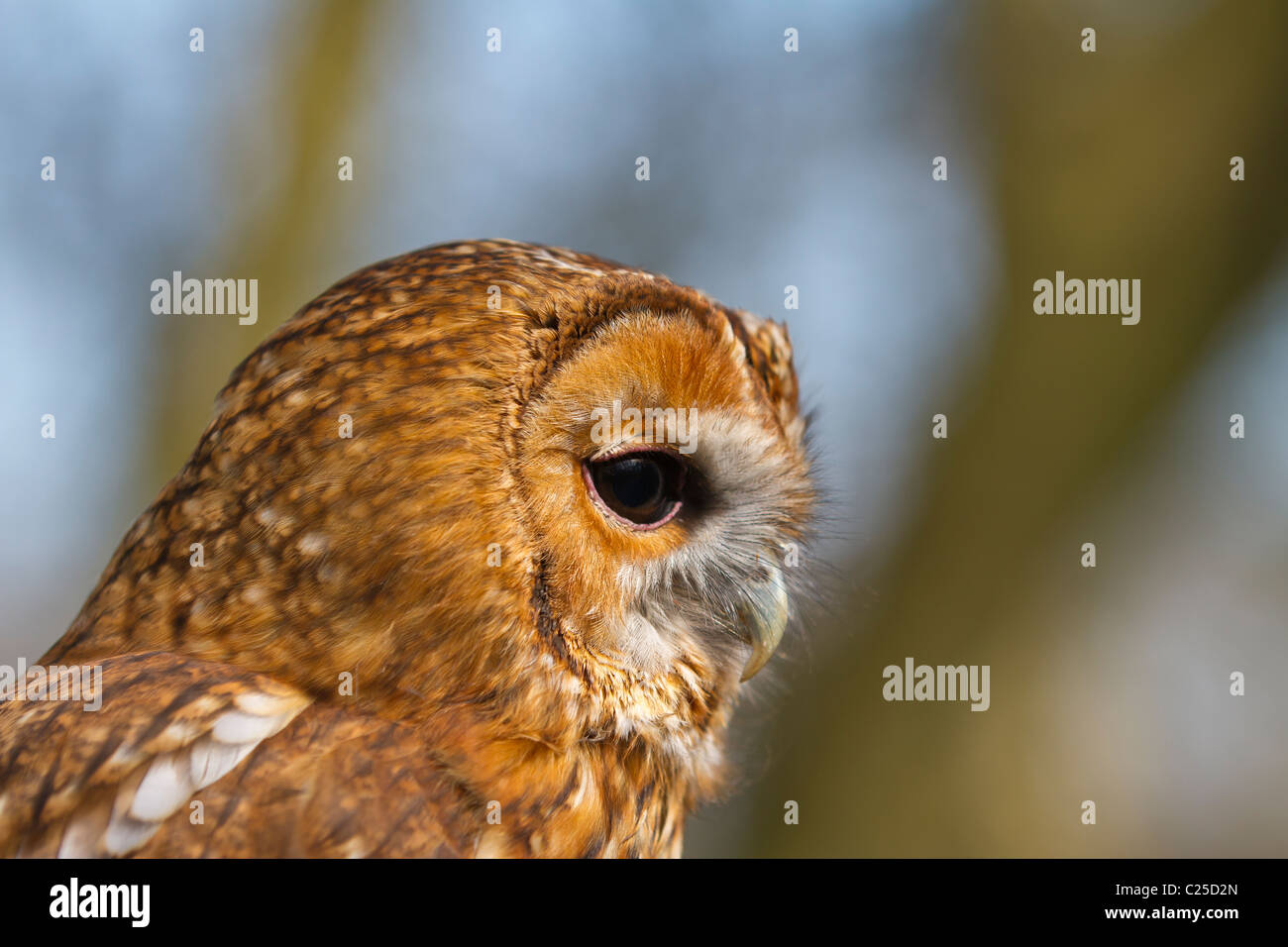 Portrait of tawny owl Stock Photo - Alamy