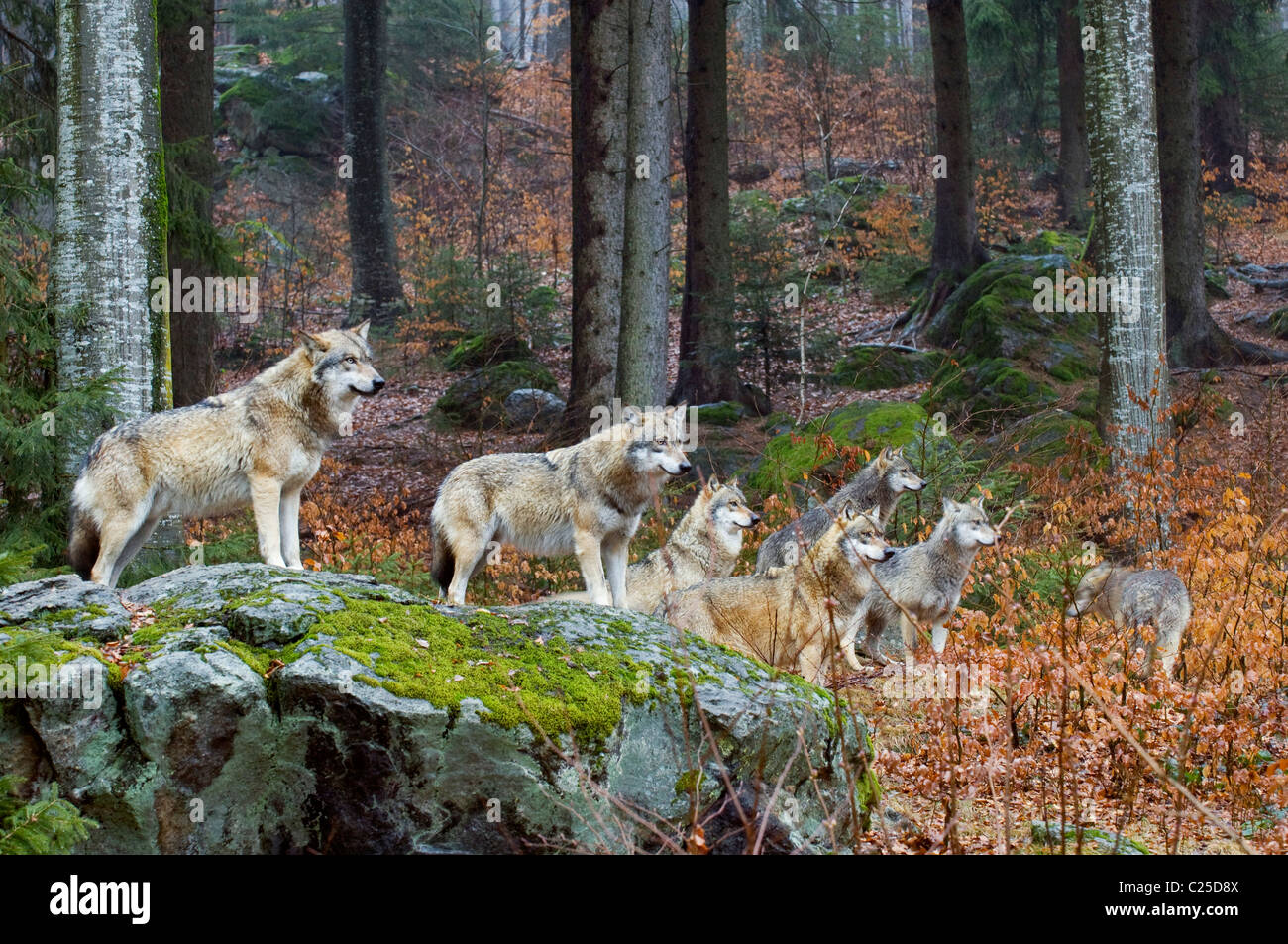 European wolf (Canis lupus), Captive, Bavarian National Park, Germany ...
