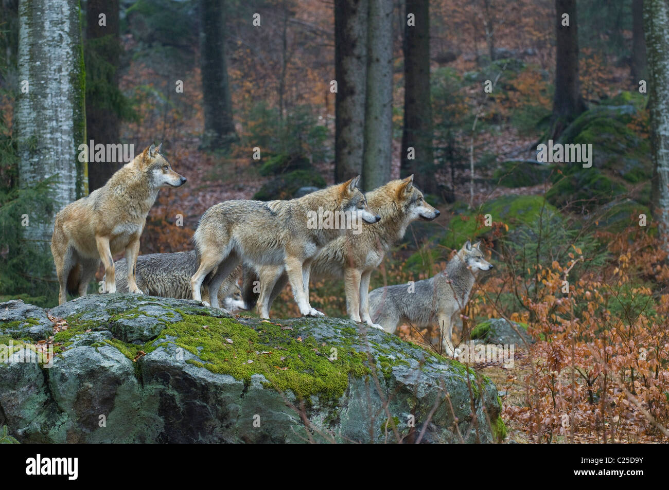 Wolf pack hi-res stock photography and images - Alamy