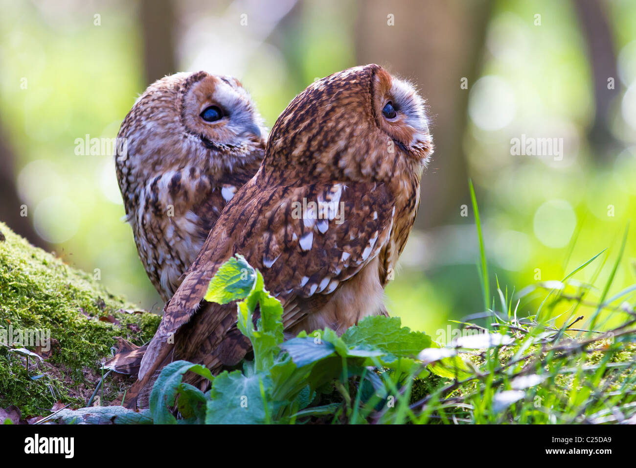 Two tawny owls Stock Photo - Alamy
