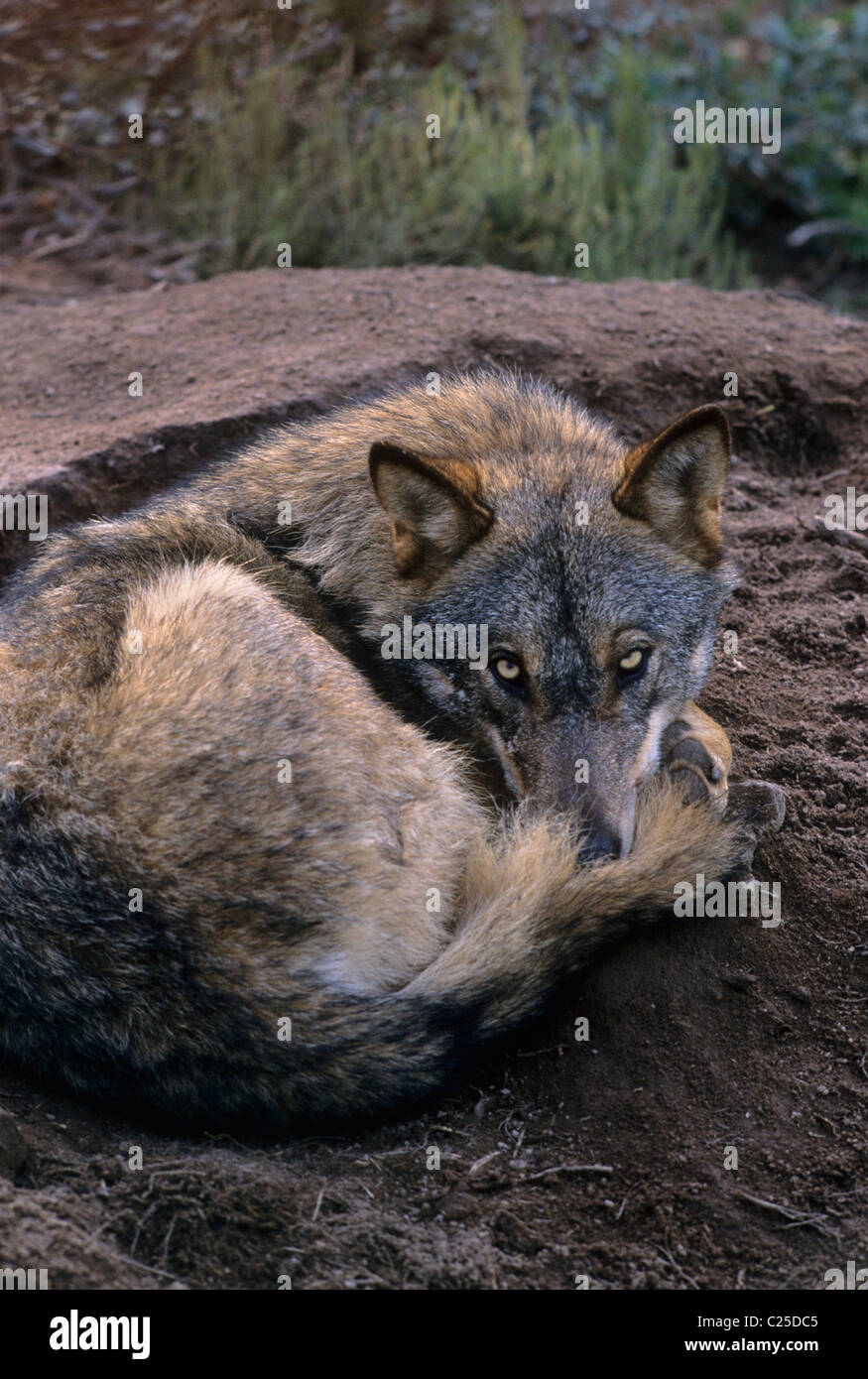 Iberian wolf centre portugal hi-res stock photography and images - Alamy
