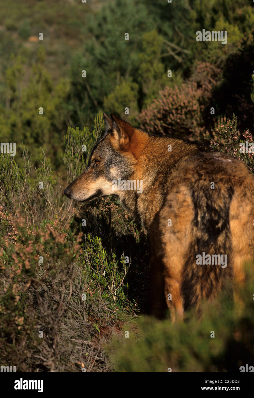 Iberian wolf (Canis lupus signatus) Spain, Portugal. Captive. At the ...