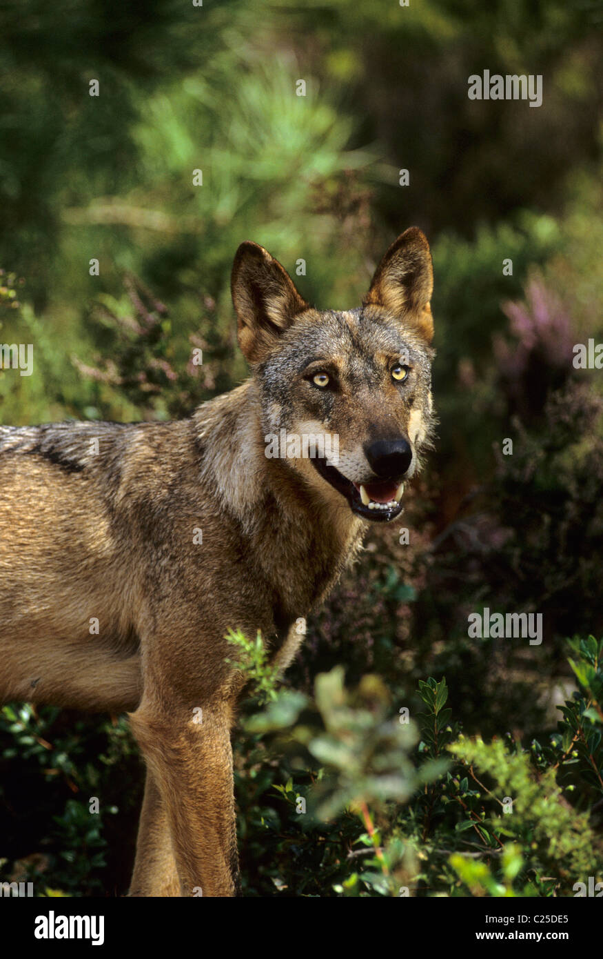 Iberian wolf centre portugal hi-res stock photography and images - Alamy
