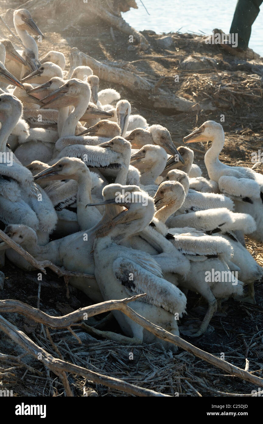 Baby pelican hi-res stock photography and images - Alamy