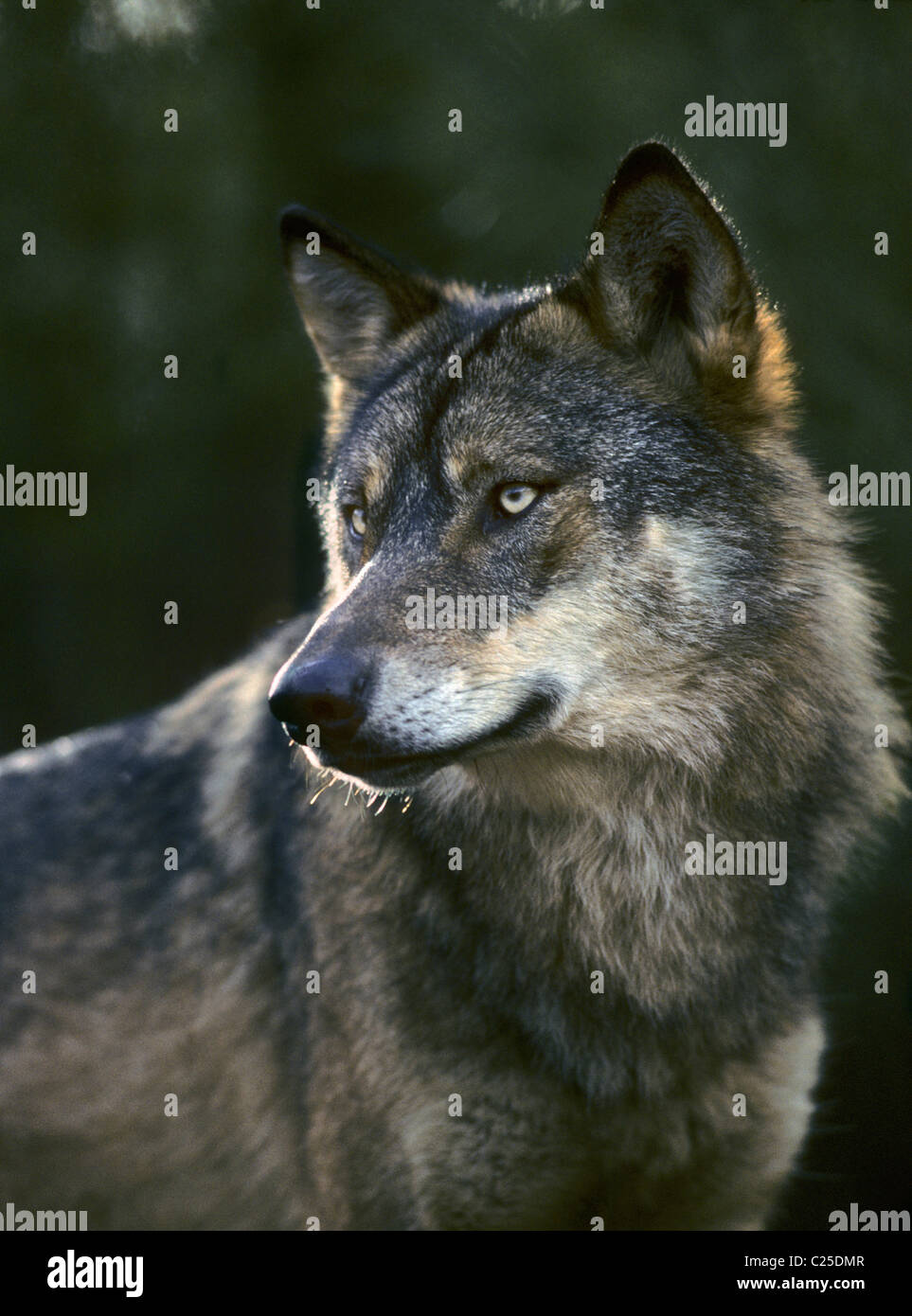 Iberian wolf (Canis lupus signatus) Spain, Portugal. Captive. At the ...