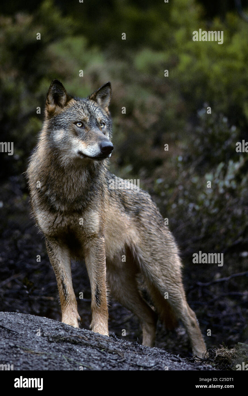 Iberian wolf centre portugal hi-res stock photography and images - Alamy