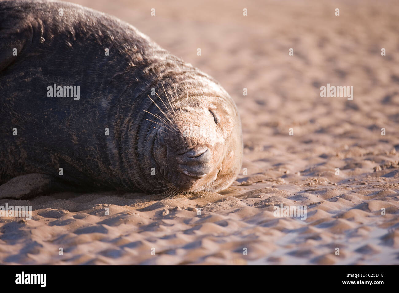 Sleeping bull hi-res stock photography and images - Alamy