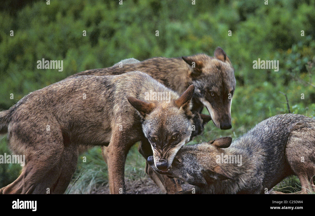 Iberian wolf centre portugal hi-res stock photography and images - Alamy