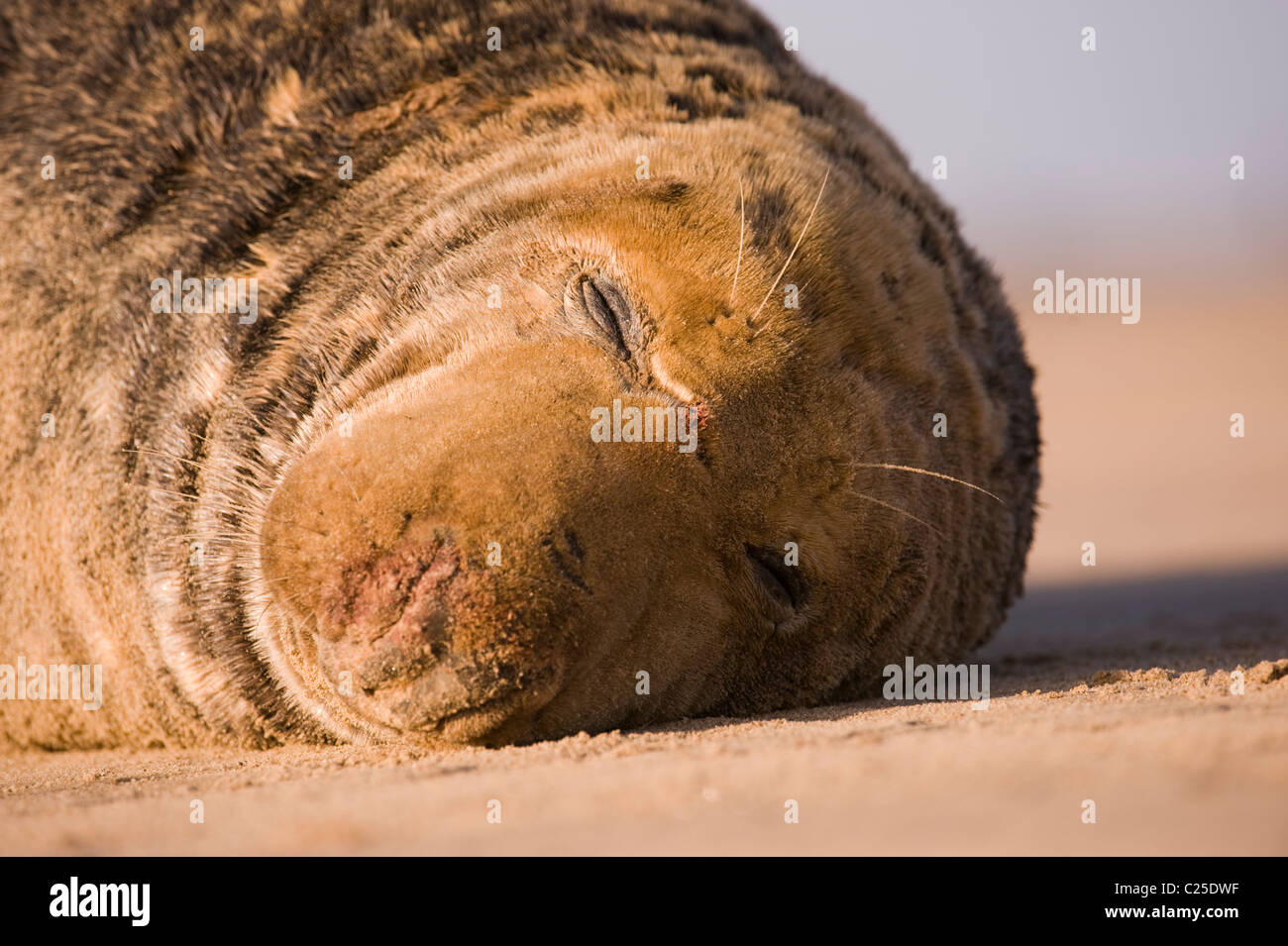 Sleeping bull hi-res stock photography and images - Alamy